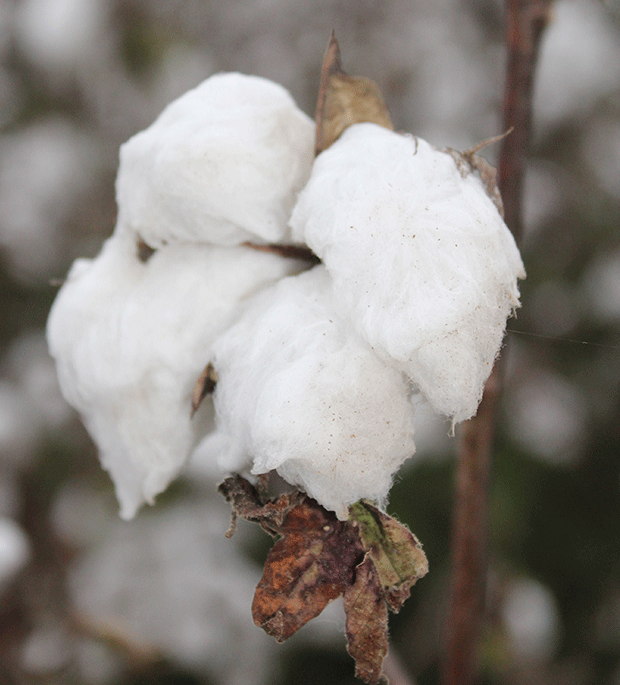 Boll weevils found in local cotton field | The Panolian