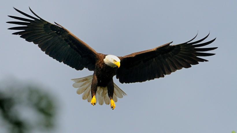 Mississippi man pleads guilty to shooting protected eagle - The ...