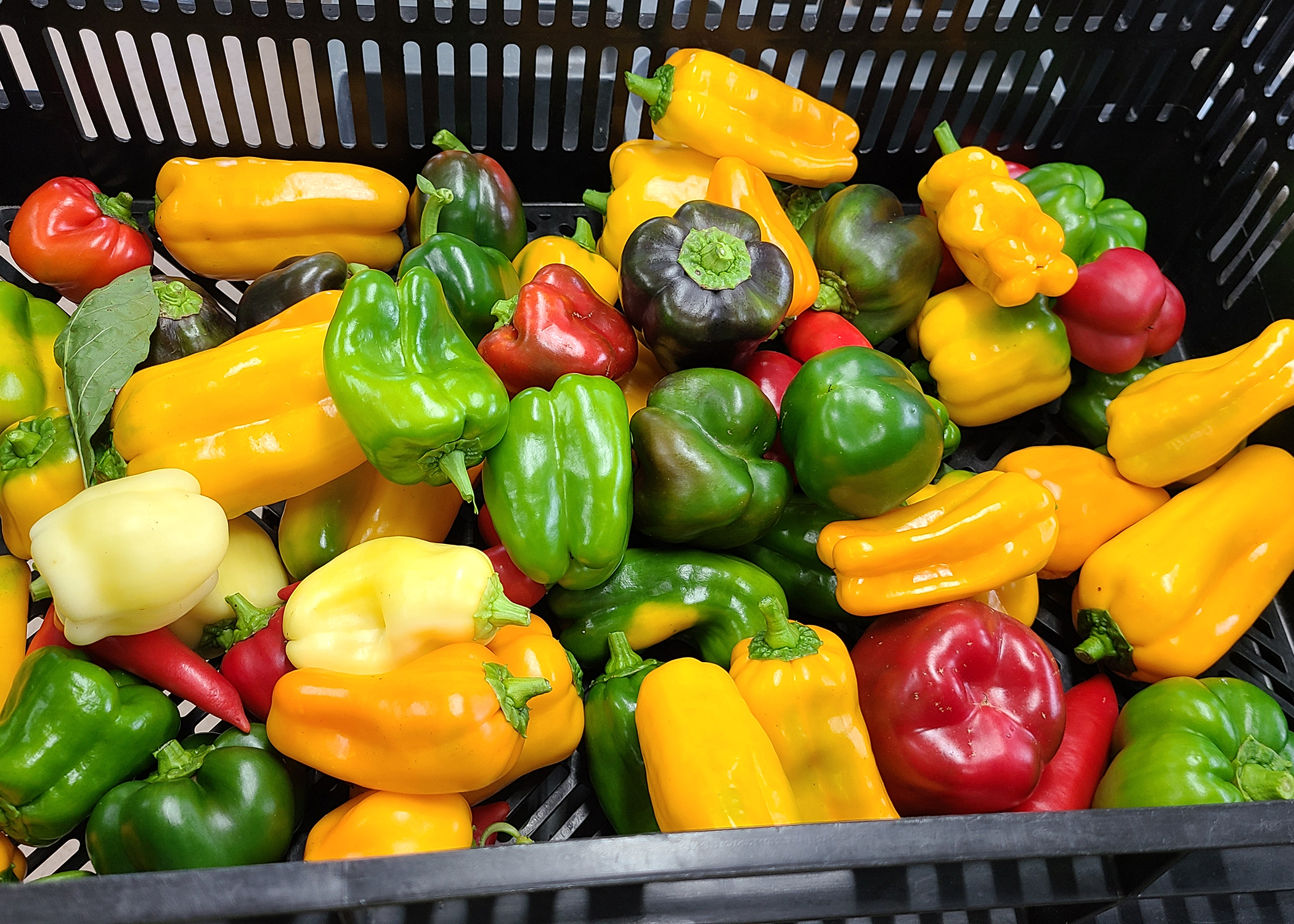 Culinary peppers are great garden additions | The Panolian