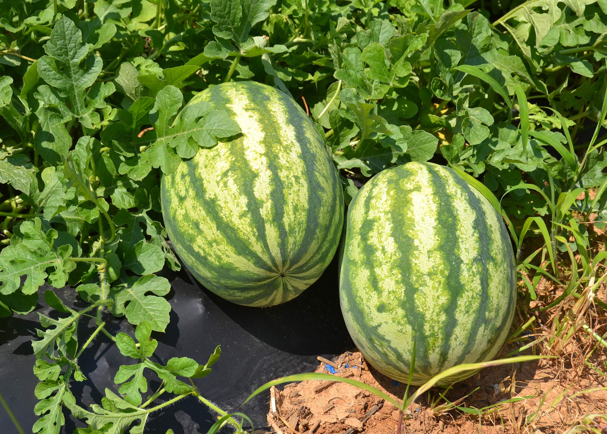 Watermelon quality good as harvest gets underway | The Panolian