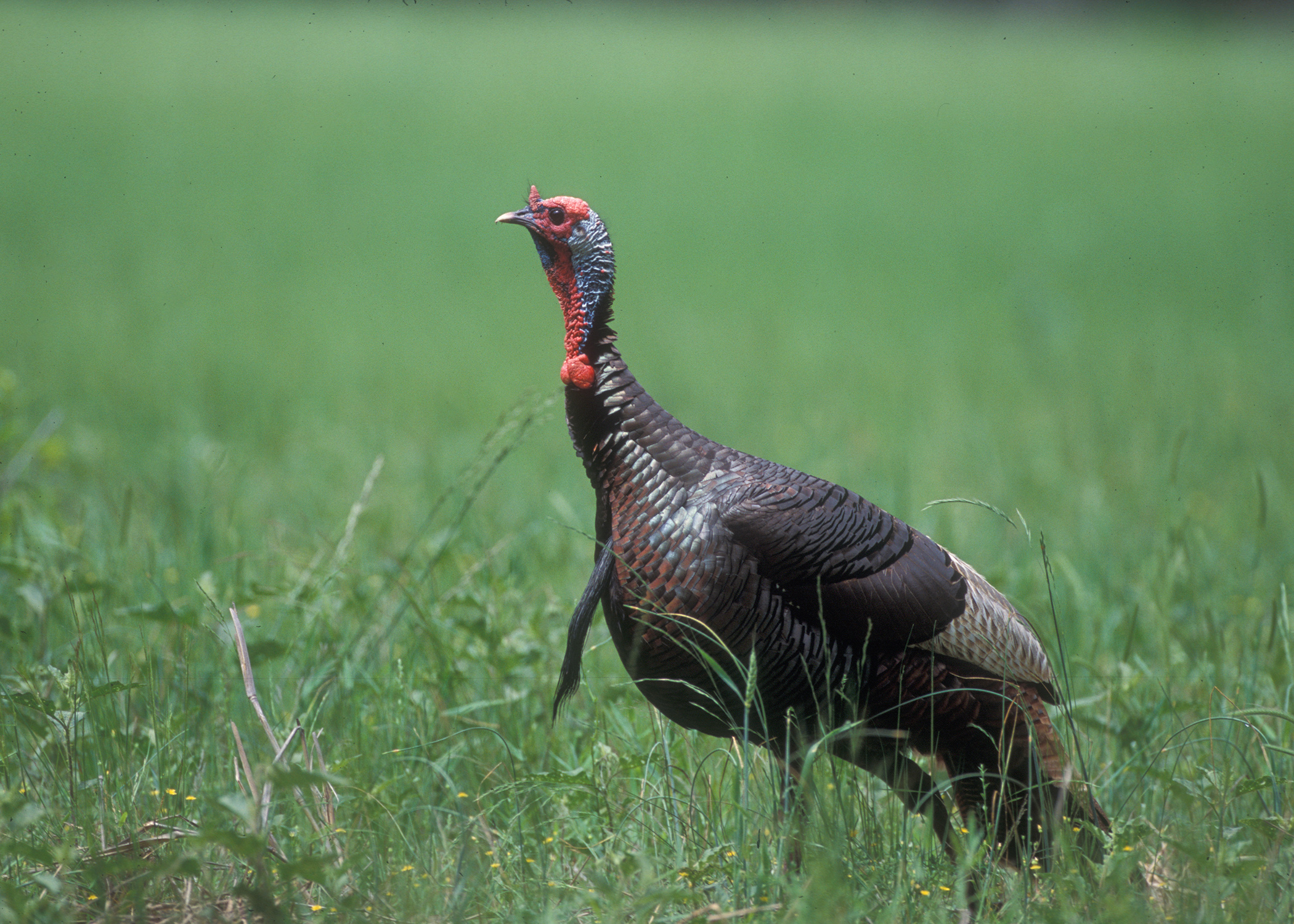 Turkey gobbling activity is related to the weather | The Panolian