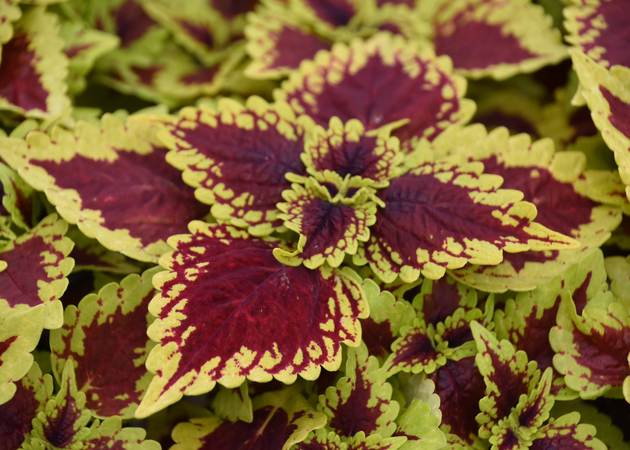 Sun coleus offers colorful foliage all summer long - The Panolian | The ...