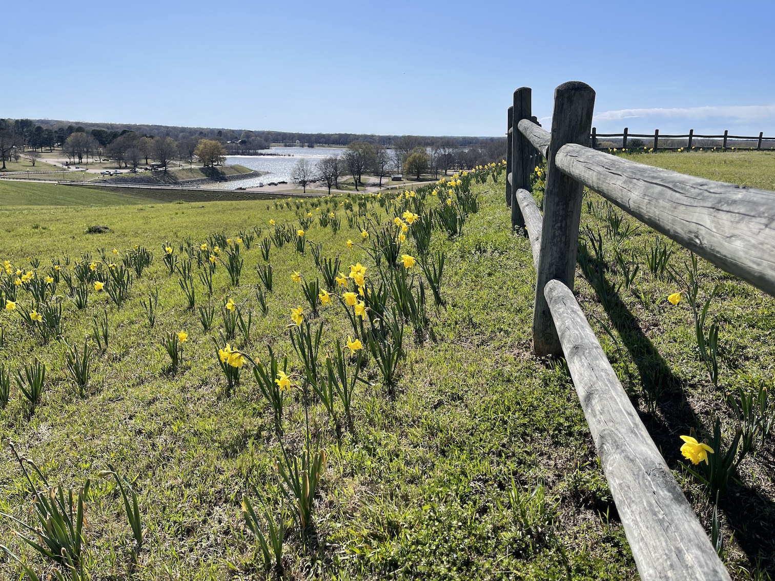 Spring Beauty at Arty Tapp | The Panolian