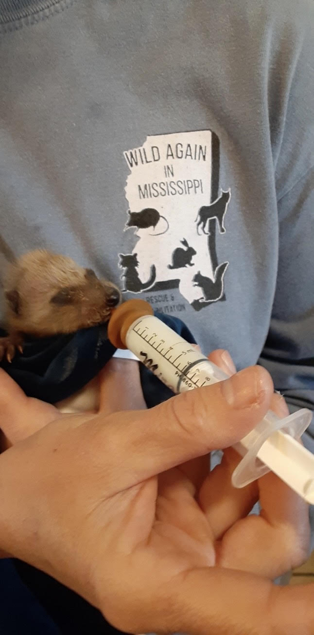 Wild Again hosting large Easter Egg hunt | The Panolian