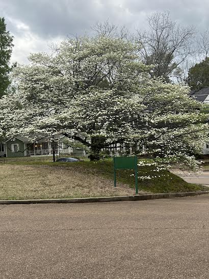 The Legend of the Dogwood Tree | The Panolian