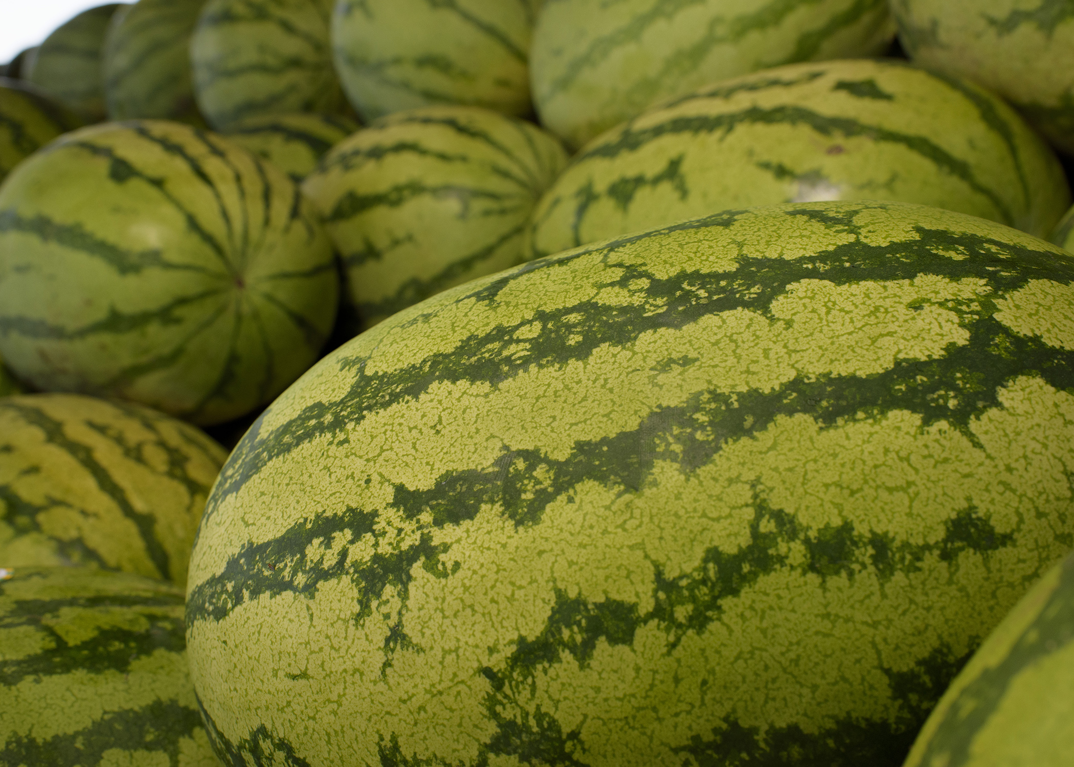 Favorable weather produces good quality watermelons - The Panolian ...