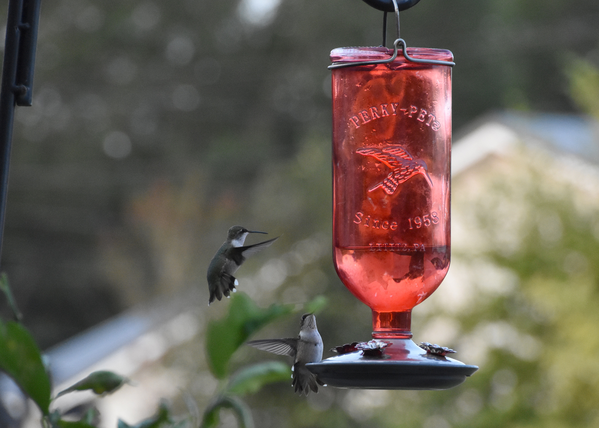 Keep feeders full for fall hummingbird migration | The Panolian