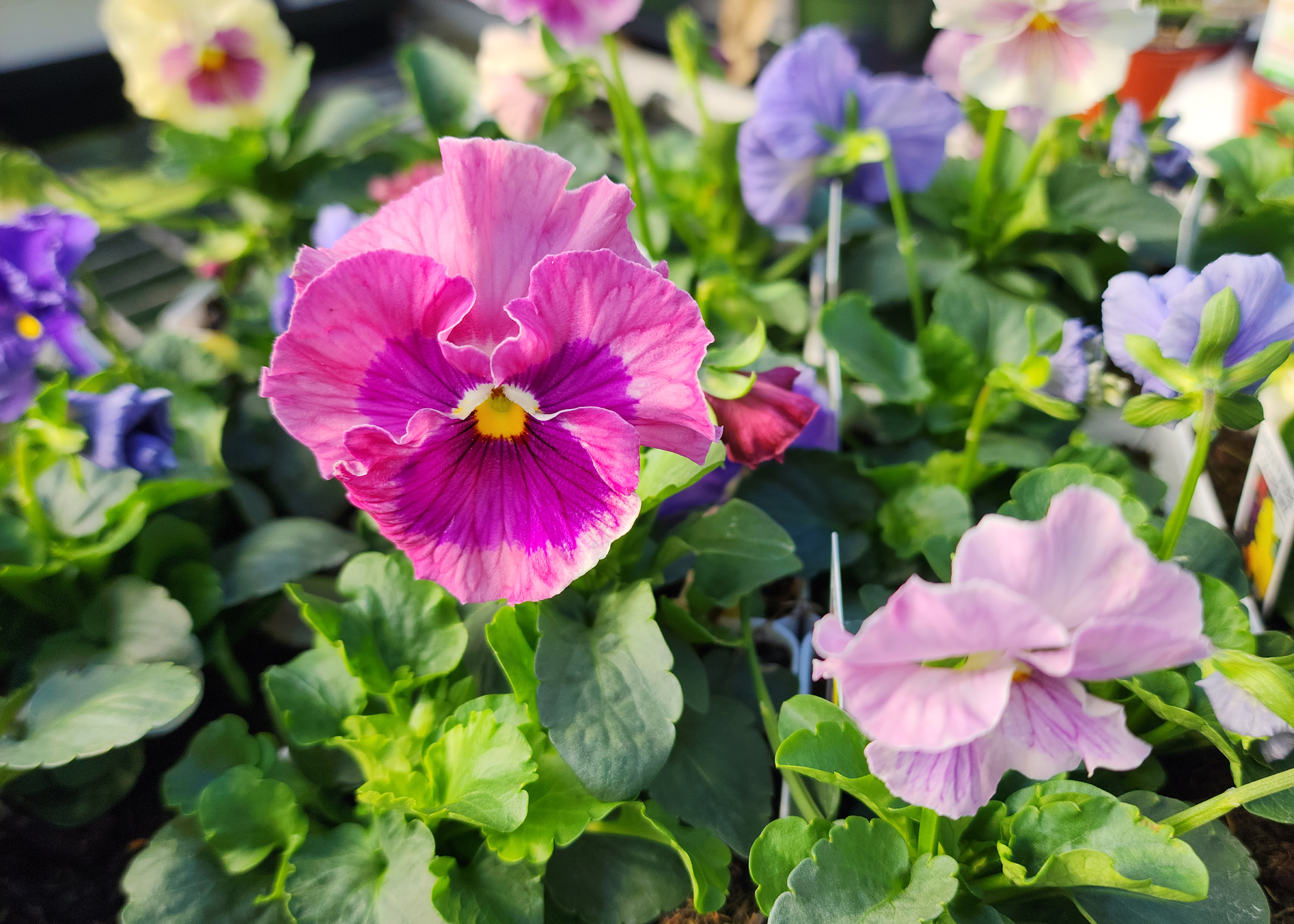 October is ideal time to plant great pansies | The Panolian
