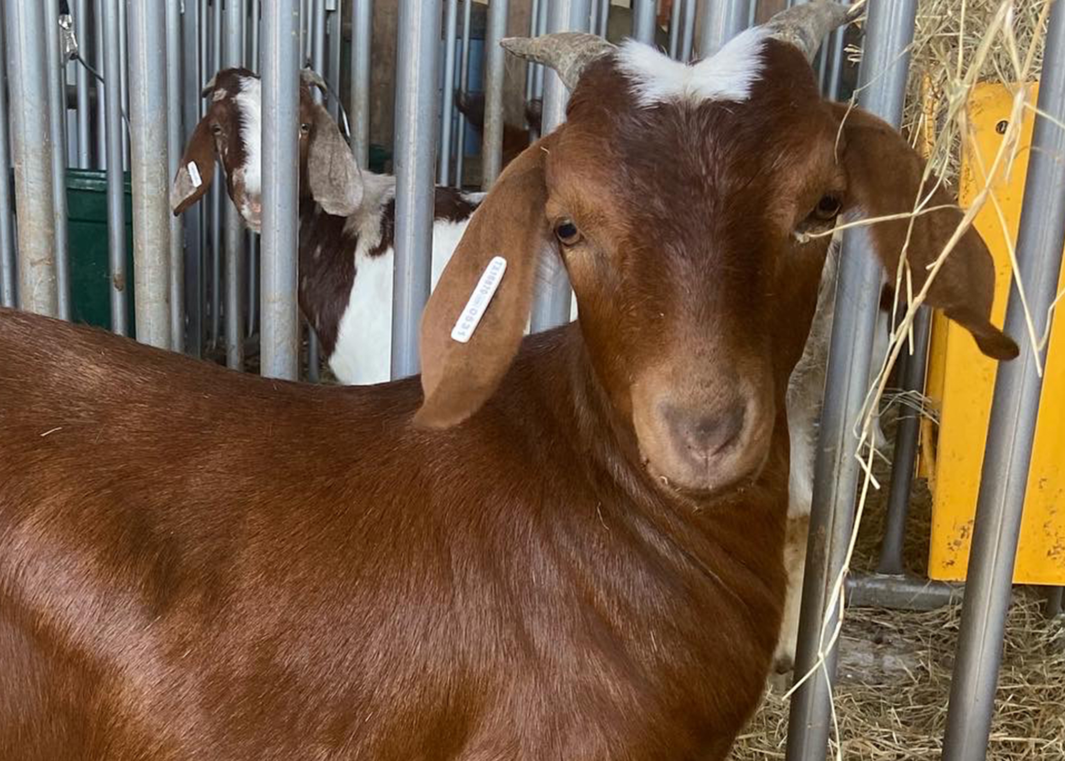 What to know before bringing home goats | The Panolian