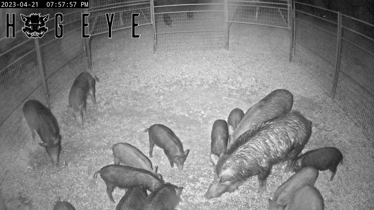 Apply May 1-15 to trap wild hogs | The Panolian