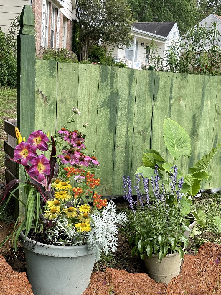 Larry and his garden make peace with the law | The Panolian