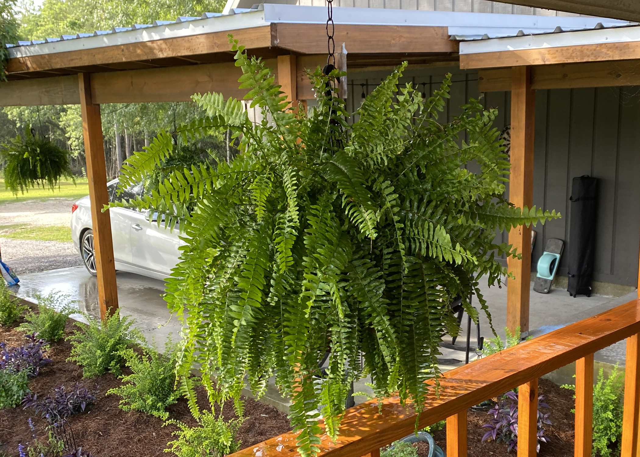 Ferns in baskets or ground add beauty | The Panolian