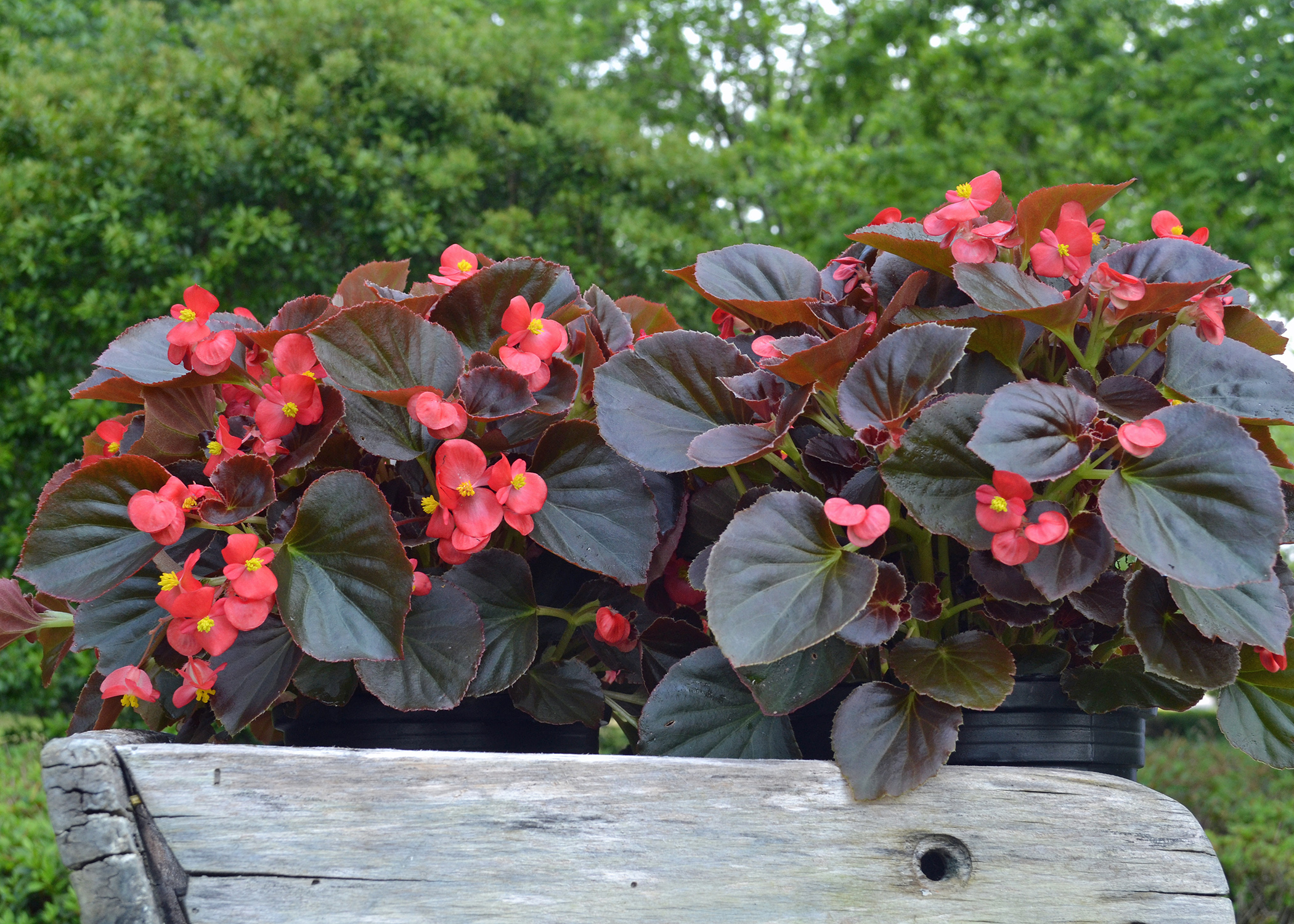 Begonias are classic landscape choices - The Panolian | The Panolian