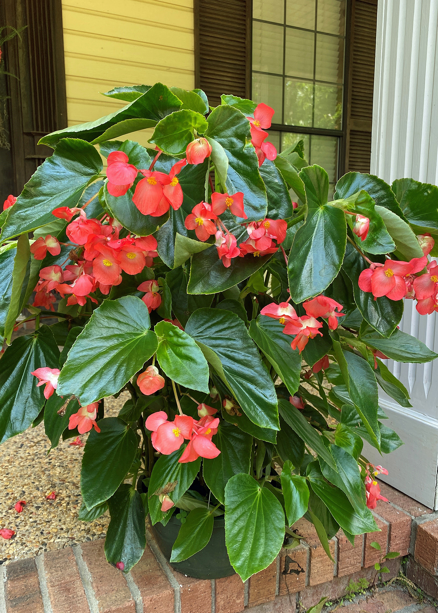 Begonias are classic landscape choices - The Panolian | The Panolian