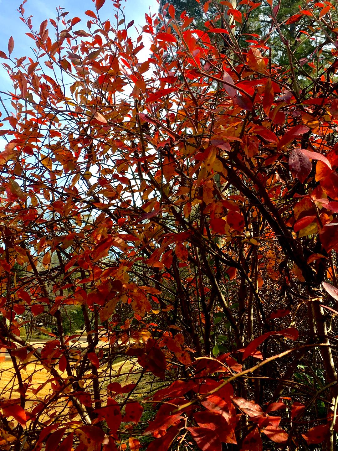 Blueberry now the official state fruit | The Panolian