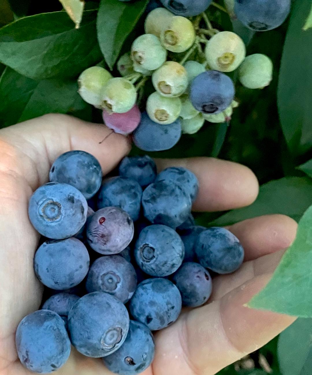 Blueberry now the official state fruit | The Panolian