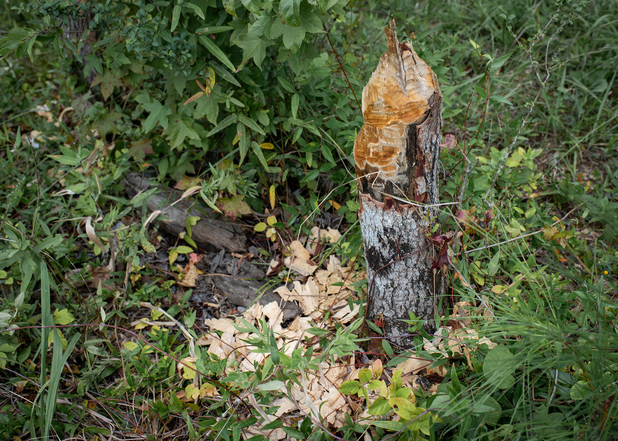Methods exist to control nuisance beavers on land | The Panolian
