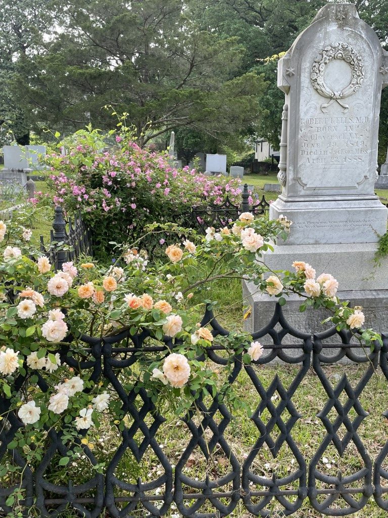 Choose plants wisely, plant them well, and don’t give up | The Panolian