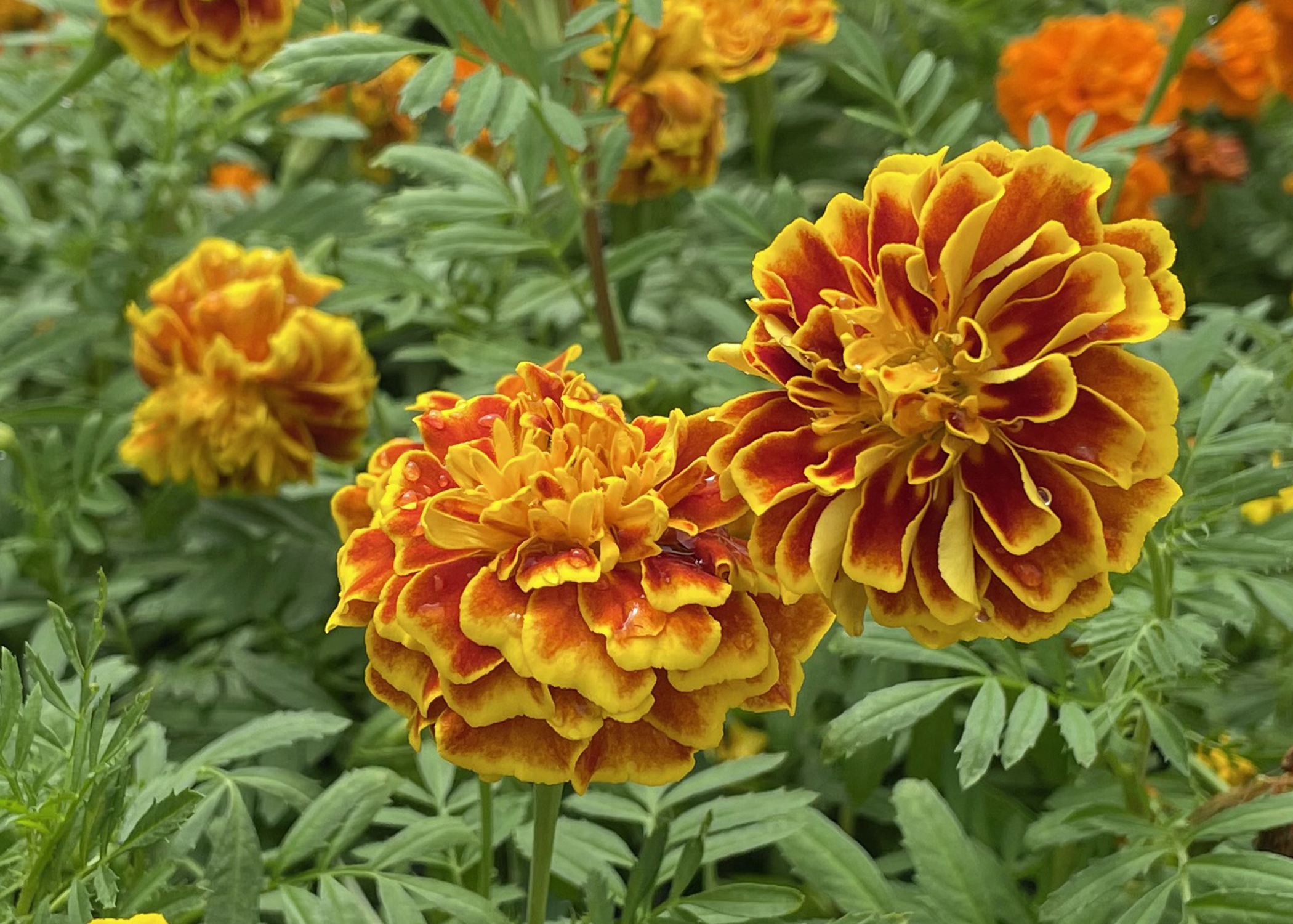 French marigolds add fall vibrancy to gardens | The Panolian