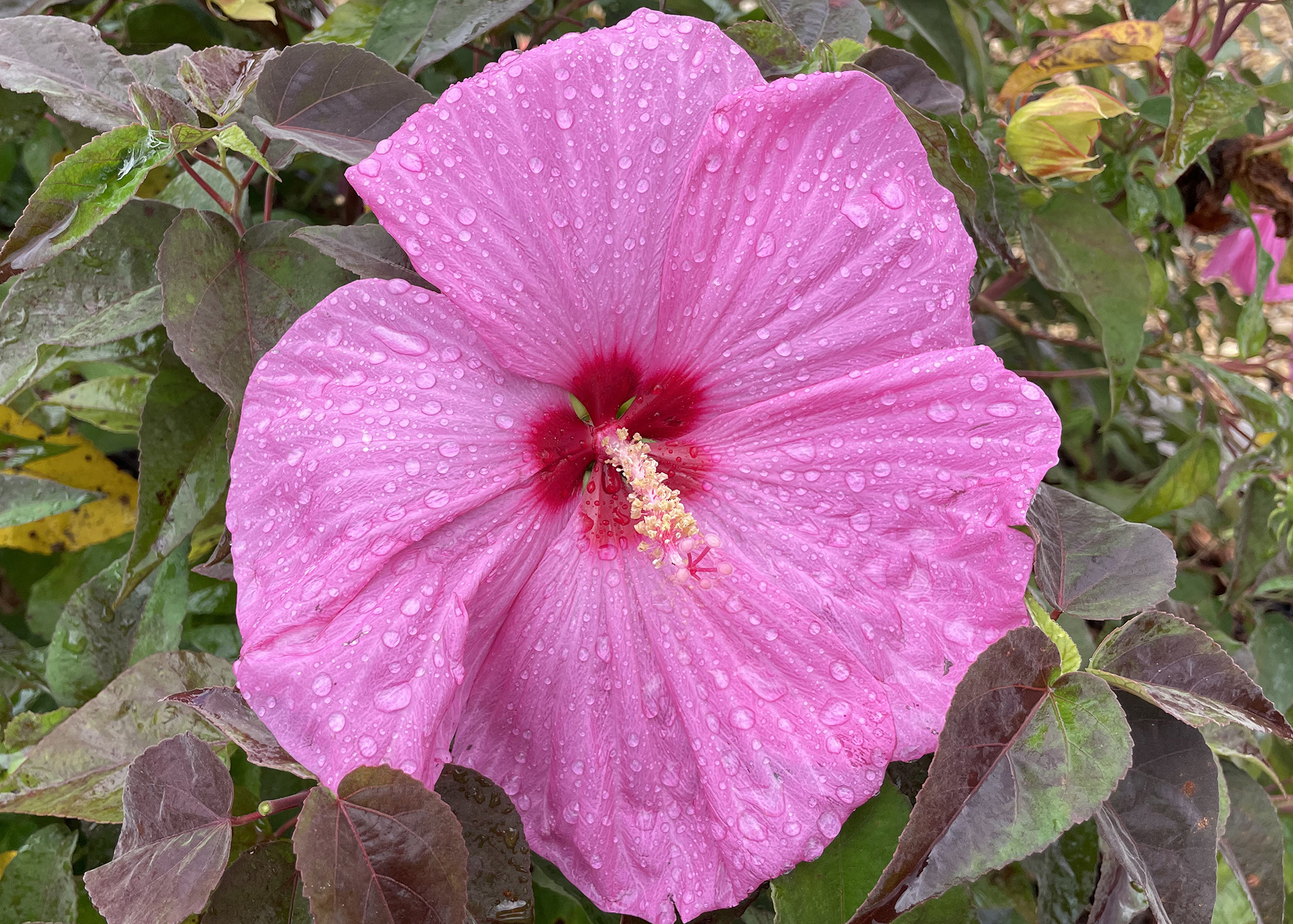 Perennial hardy hibiscus has big flowers, big impact | The Panolian