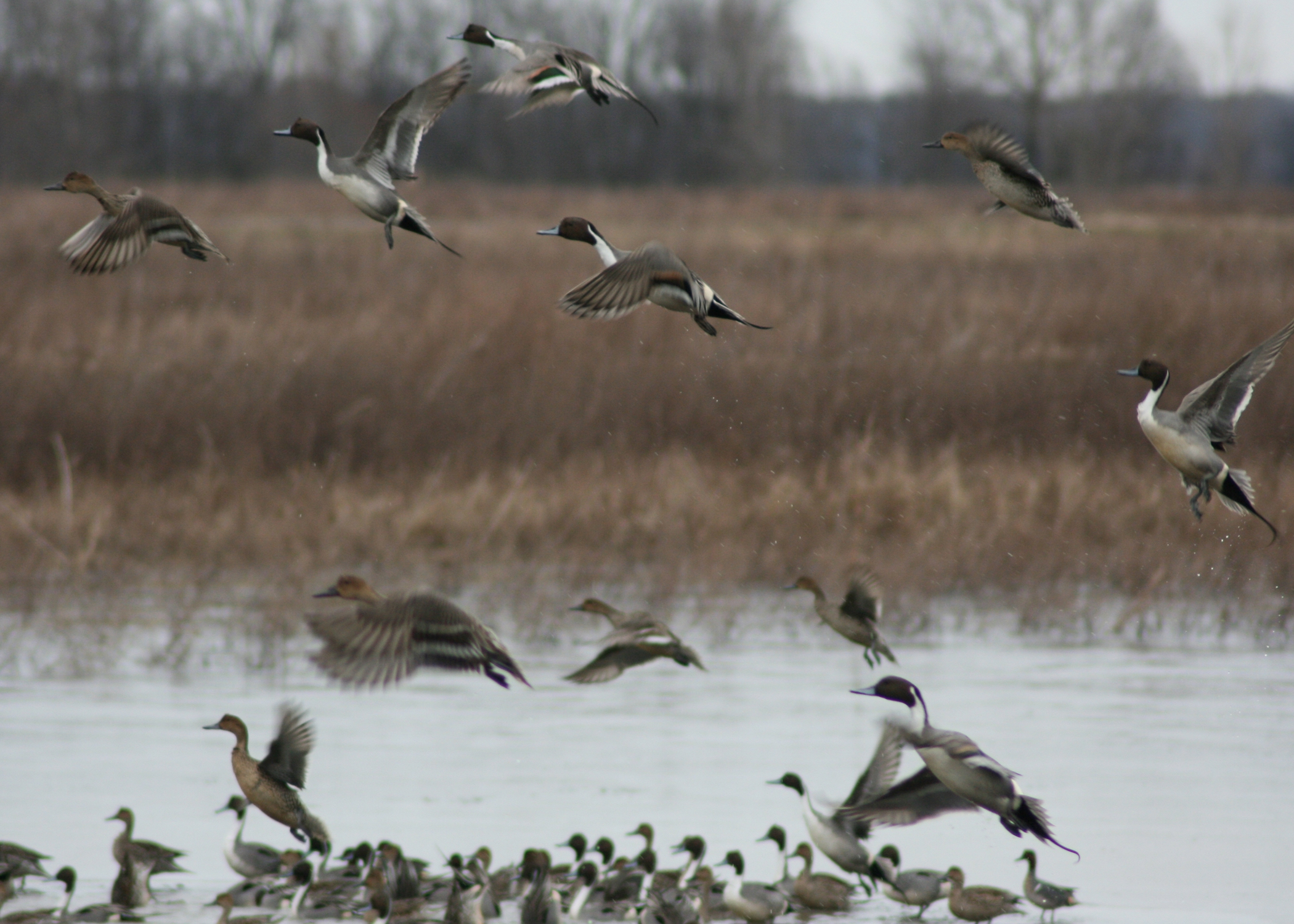 Weather, drought impact waterfowl migration | The Panolian