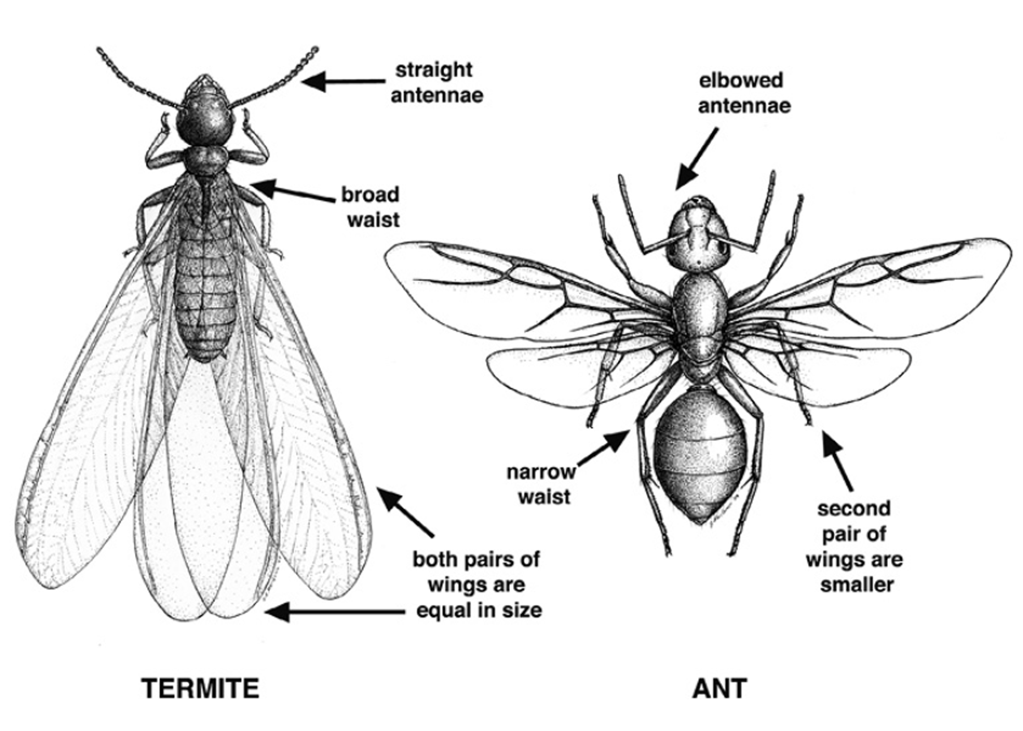 Protect buildings from swarming termites - The Panolian | The Panolian