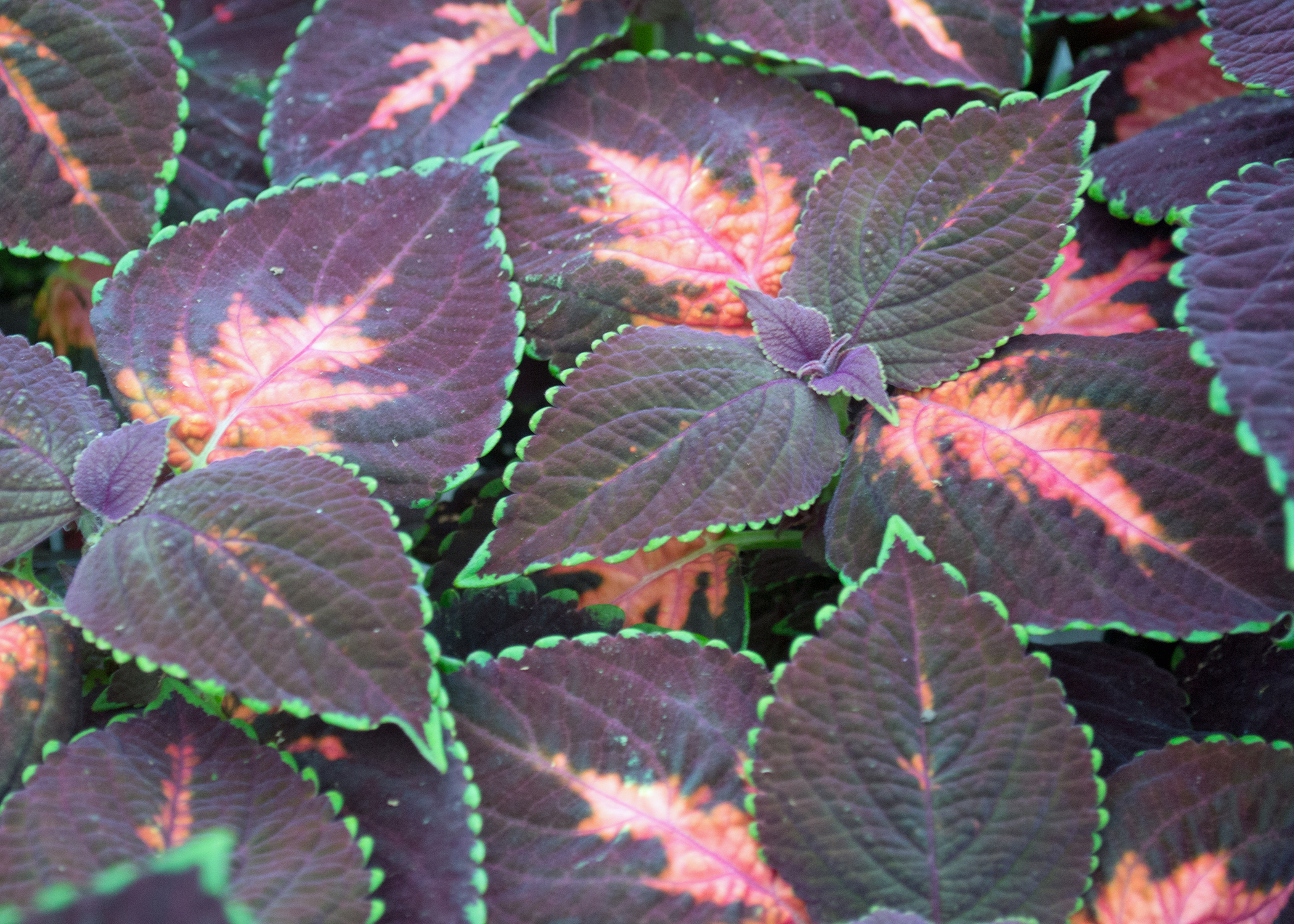 Low-maintenance coleus are a true delight to grow | The Panolian