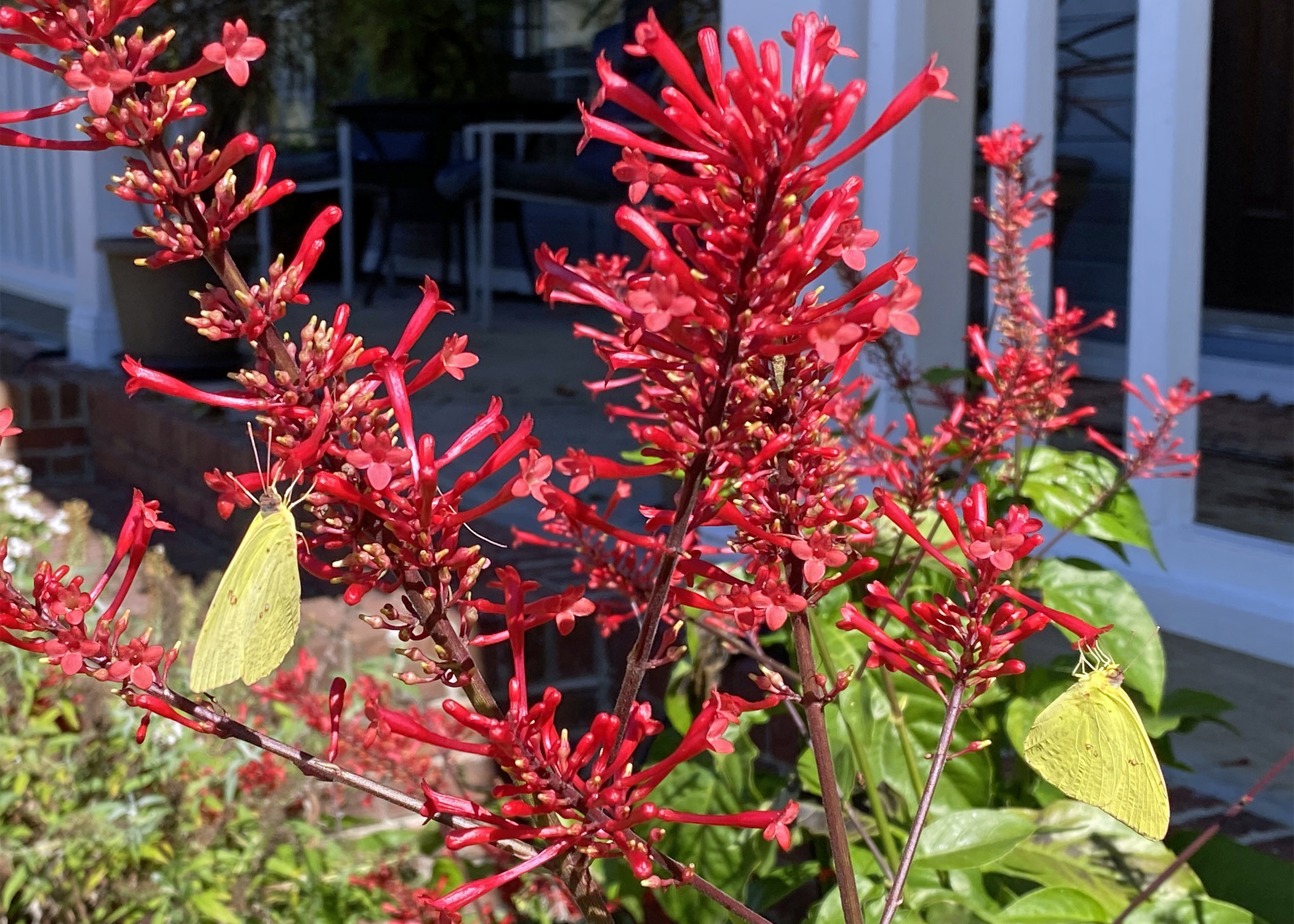 Passalong Firespike as a garden beauty | The Panolian